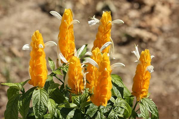 Growing Justicia Brandegeeana Indoors | Plantly