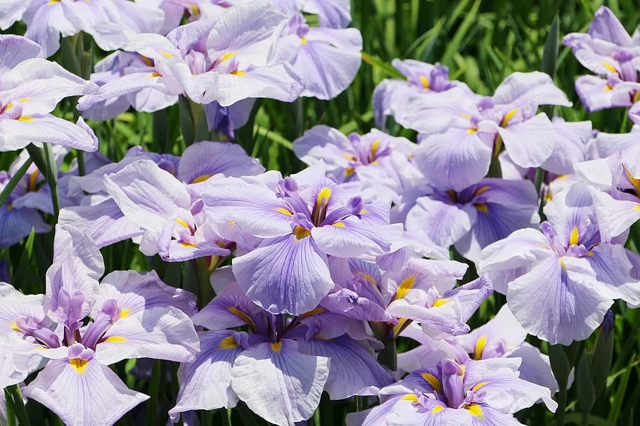Expert Tips to Grow and Care for Japanese Iris | Plantly