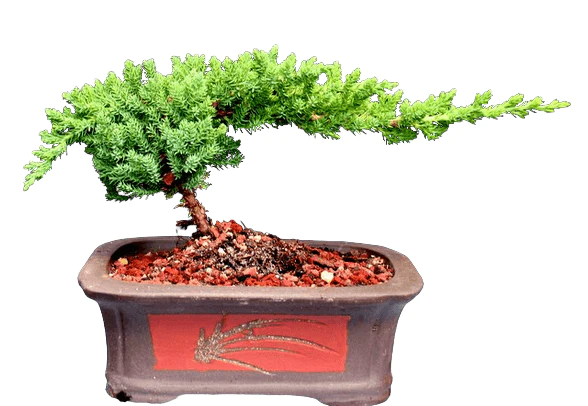 Juniper Bonsai Tree Small | Plantly