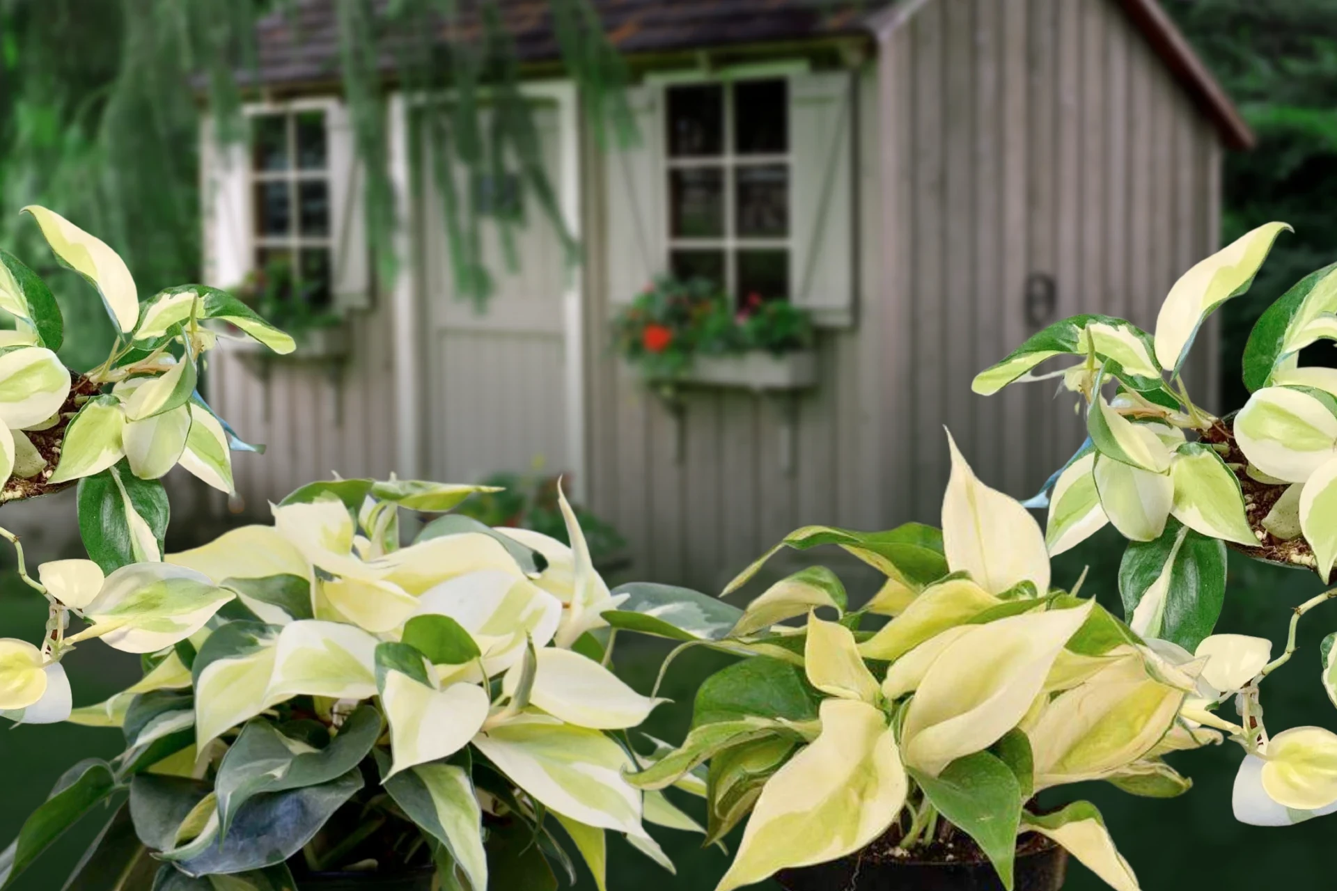 Philodendron Gabby Plant Care | Plantly