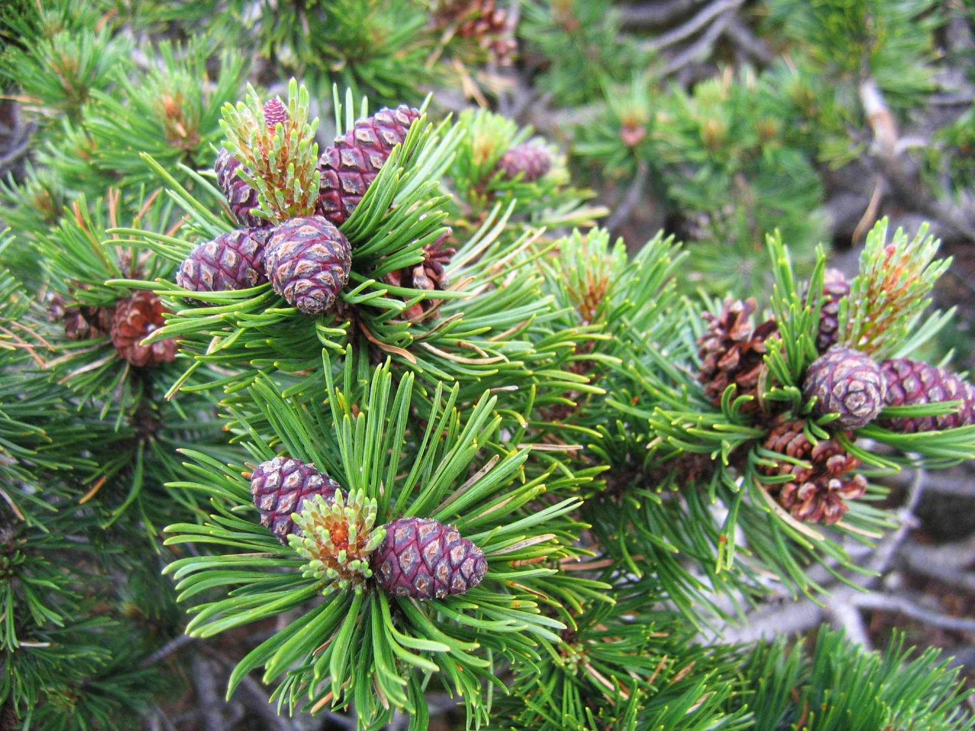 Dwarf Mugo Pine Care Guide | Plantly