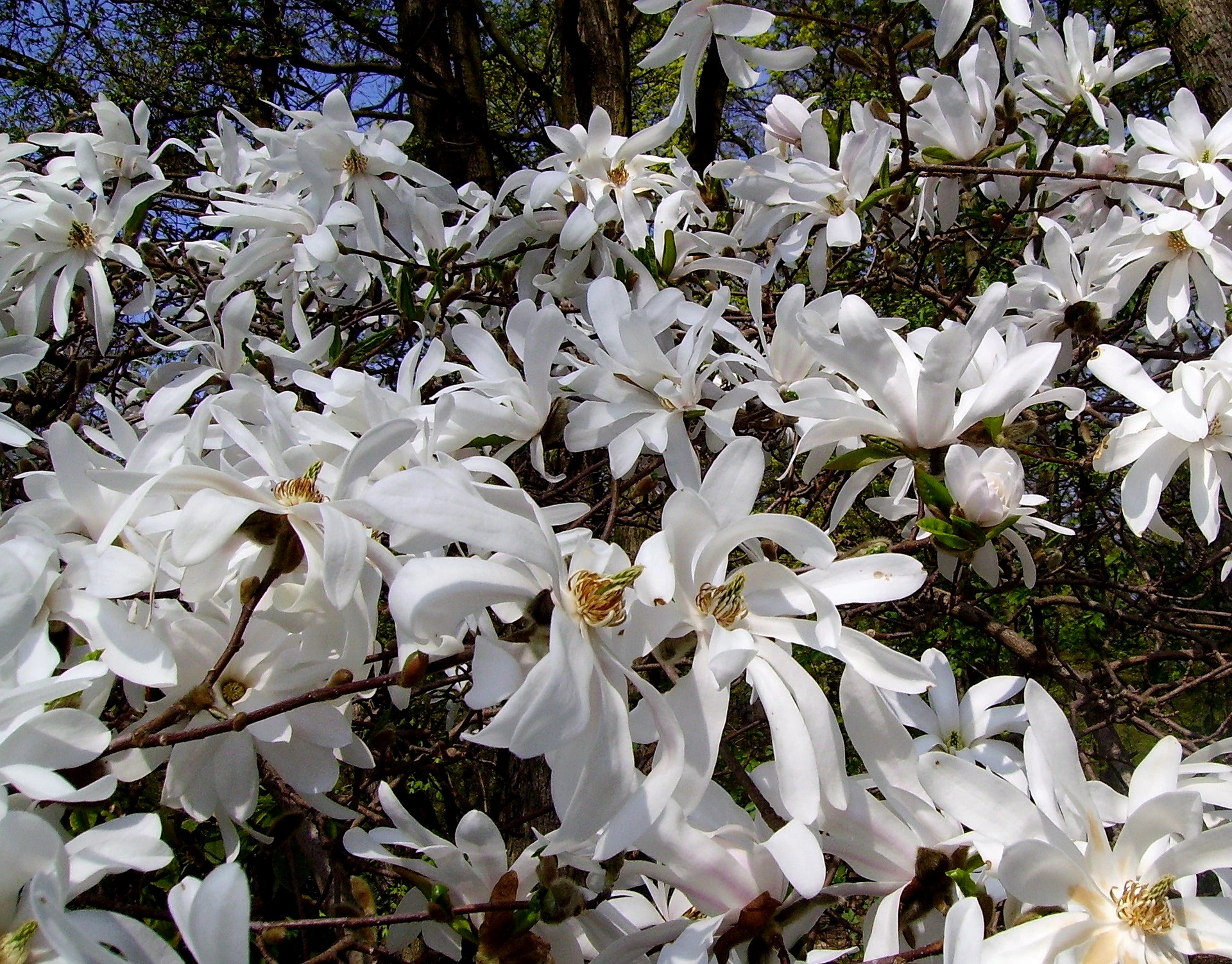How to Grow and Care For Royal Star Magnolias | Plantly