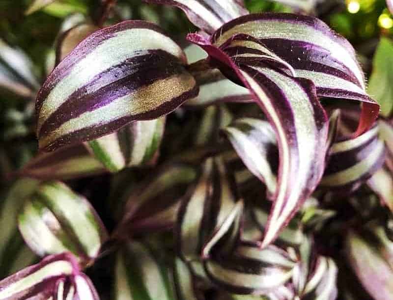 Wandering Jew Plant Care Guide | Plantly