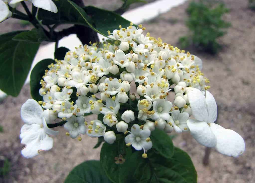 Tips to Grow and Care For Snowball Bush Viburnum | Plantly