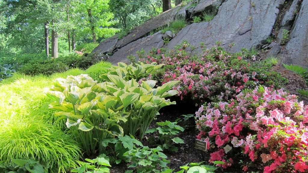 Japanese Forest Grass Plant Care & Growing Guide | Plantly