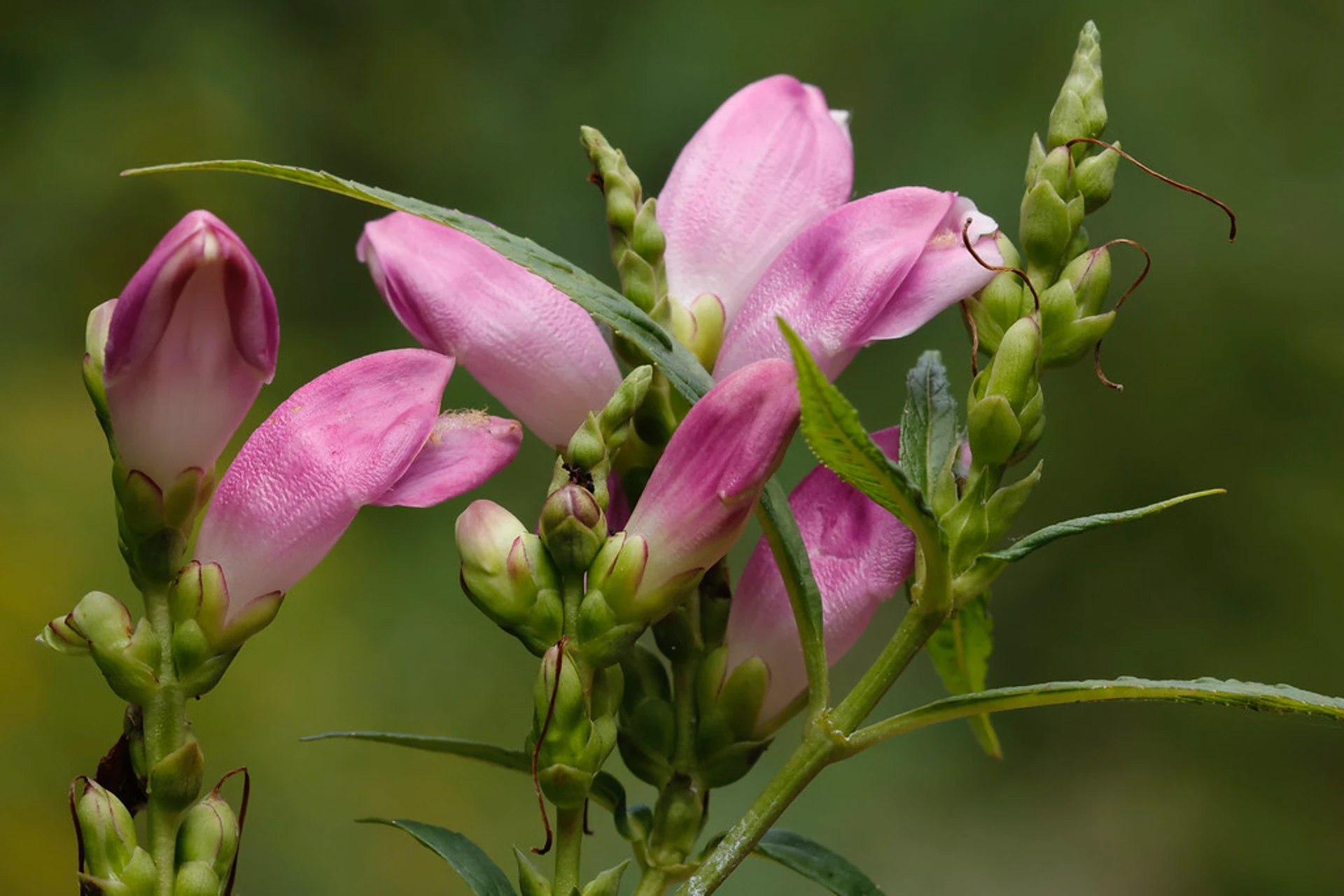 Complete Guide On How To Care Turtlehead Chelone | Plantly