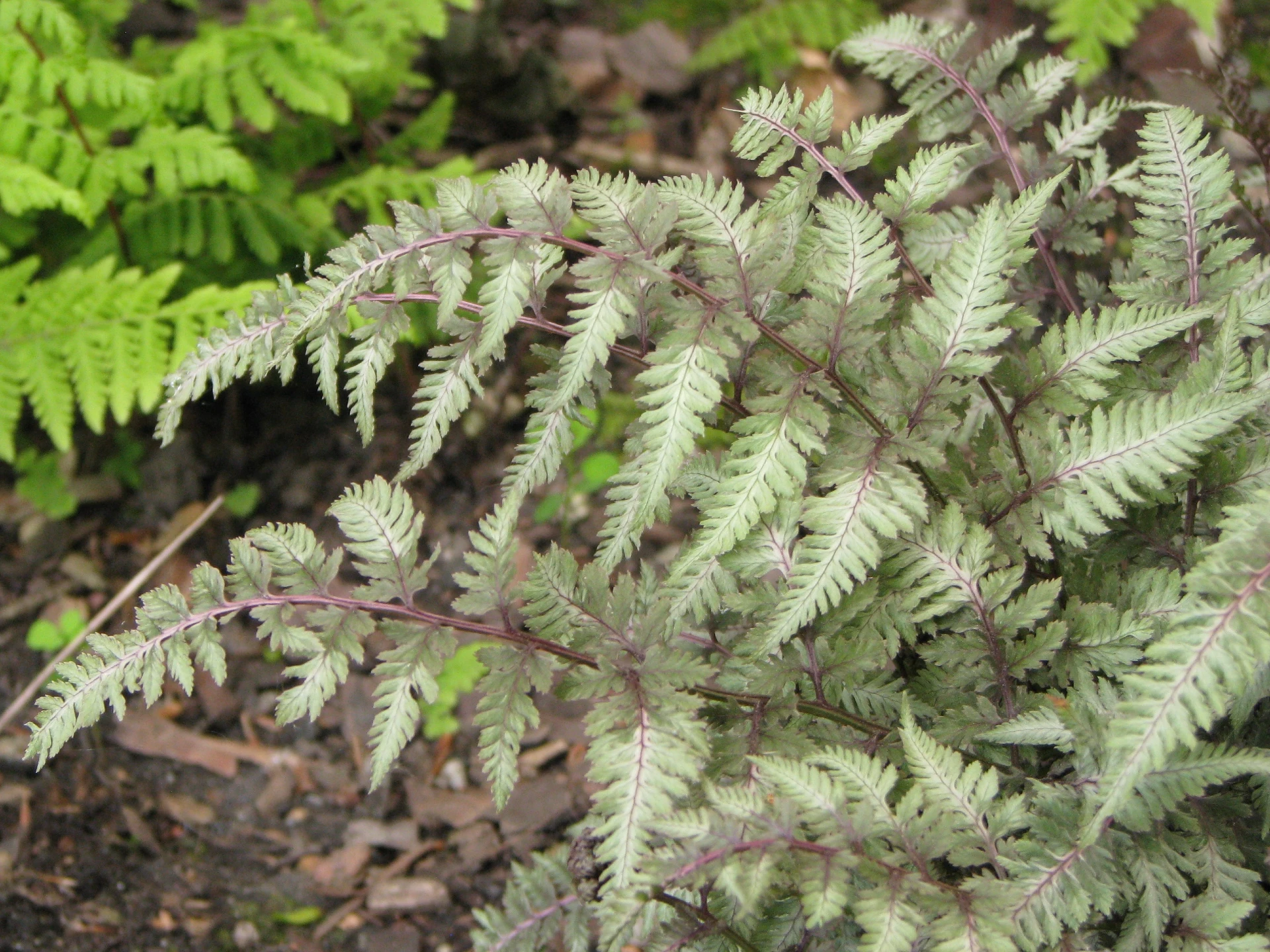 How to Grow and Care For Japanese Painted Ferns | Plantly