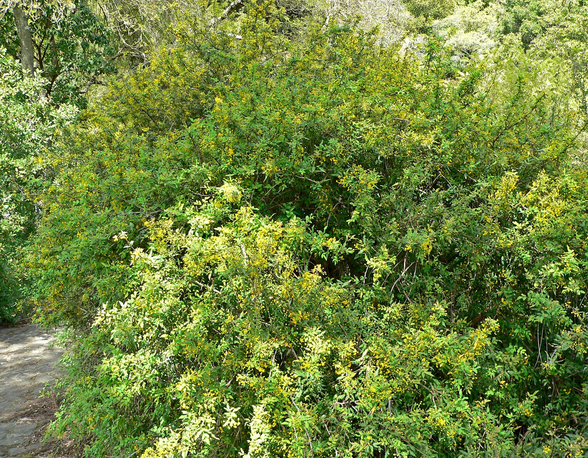 How to Grow and Care For Barberry Bushes | Plantly