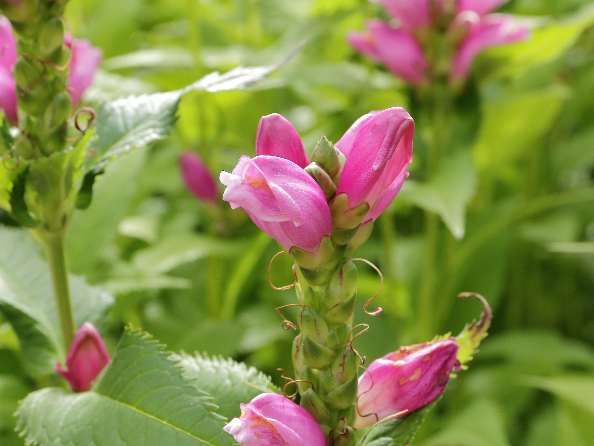 Complete Guide On How To Care Turtlehead Chelone | Plantly