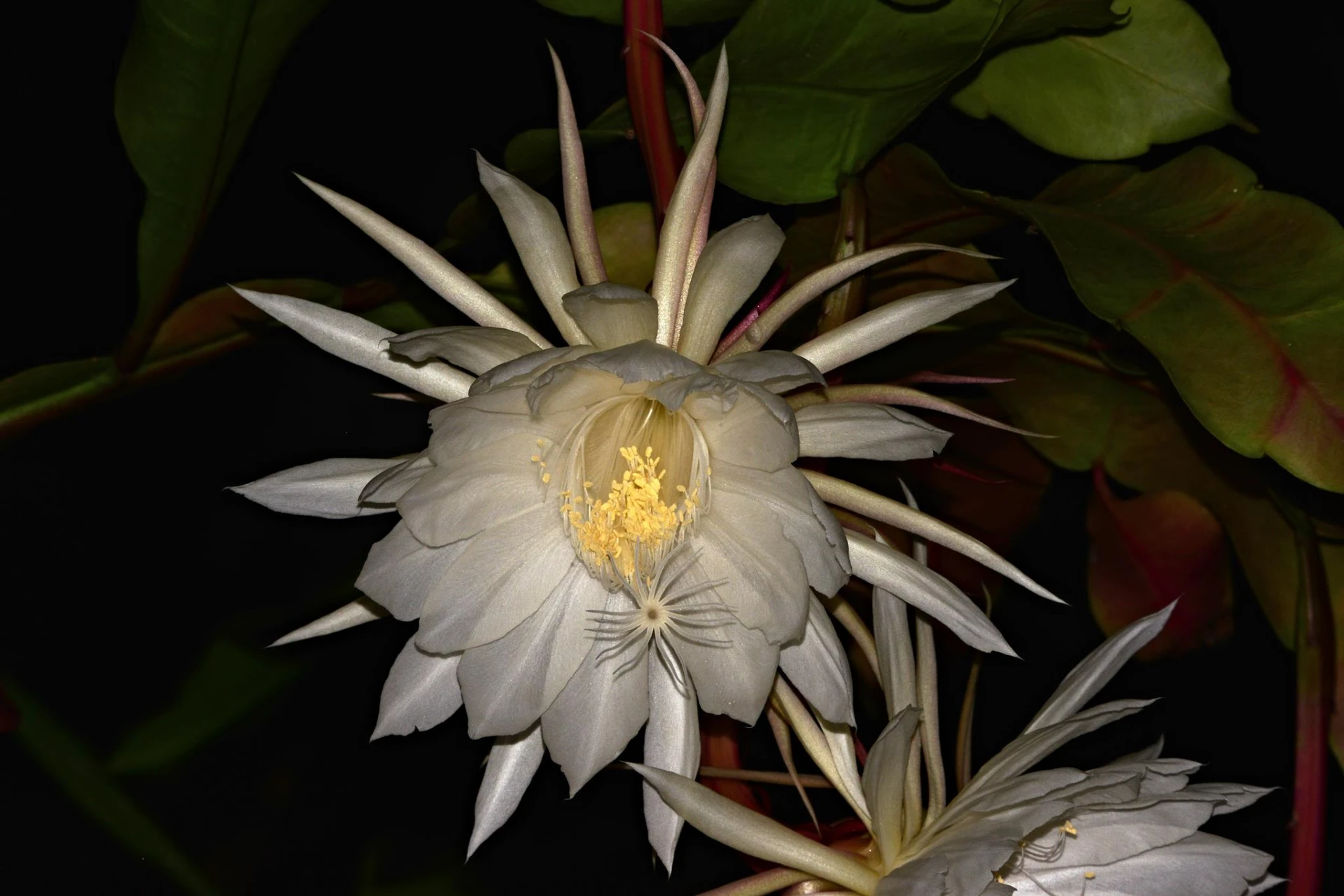 Queen of the Night - Epiphyllum Oxypetalum Plant | Plantly
