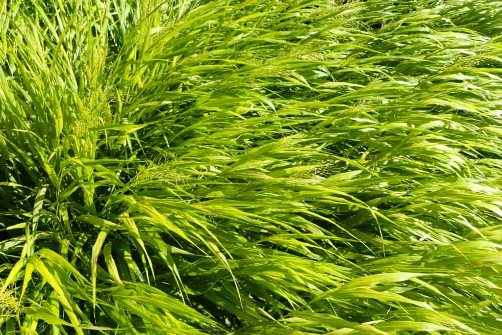 Japanese Forest Grass Plant Care & Growing Guide | Plantly