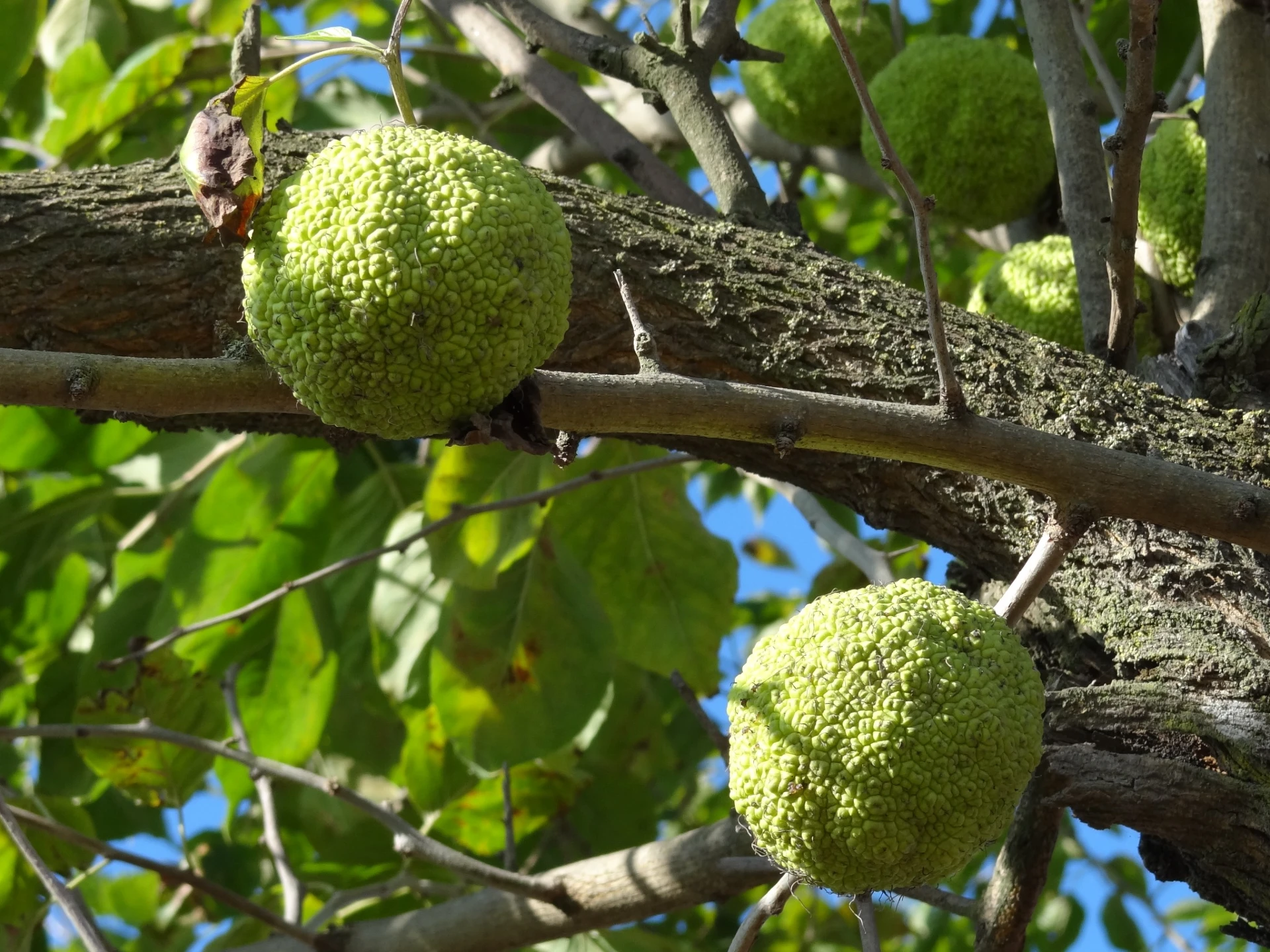How to Grow And Care For Osage Orange | Plantly