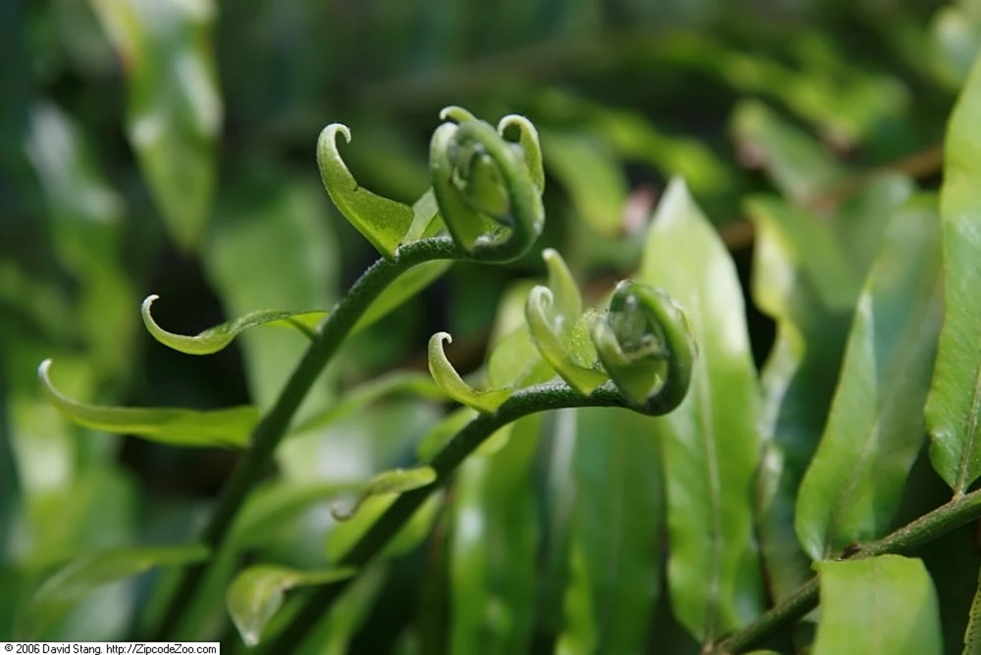 Macho Fern Plant Care | Plantly
