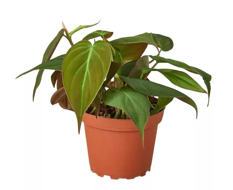 Buy Now | Stunning Philodendron Velvet | Philodendron Micans