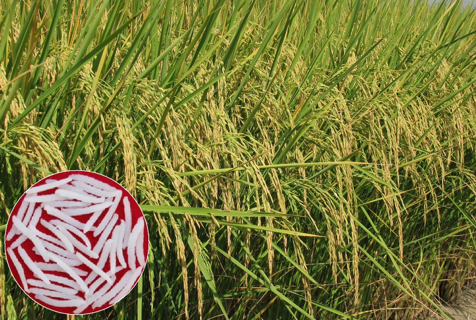 How to Plant and Grow Rice | Plantly