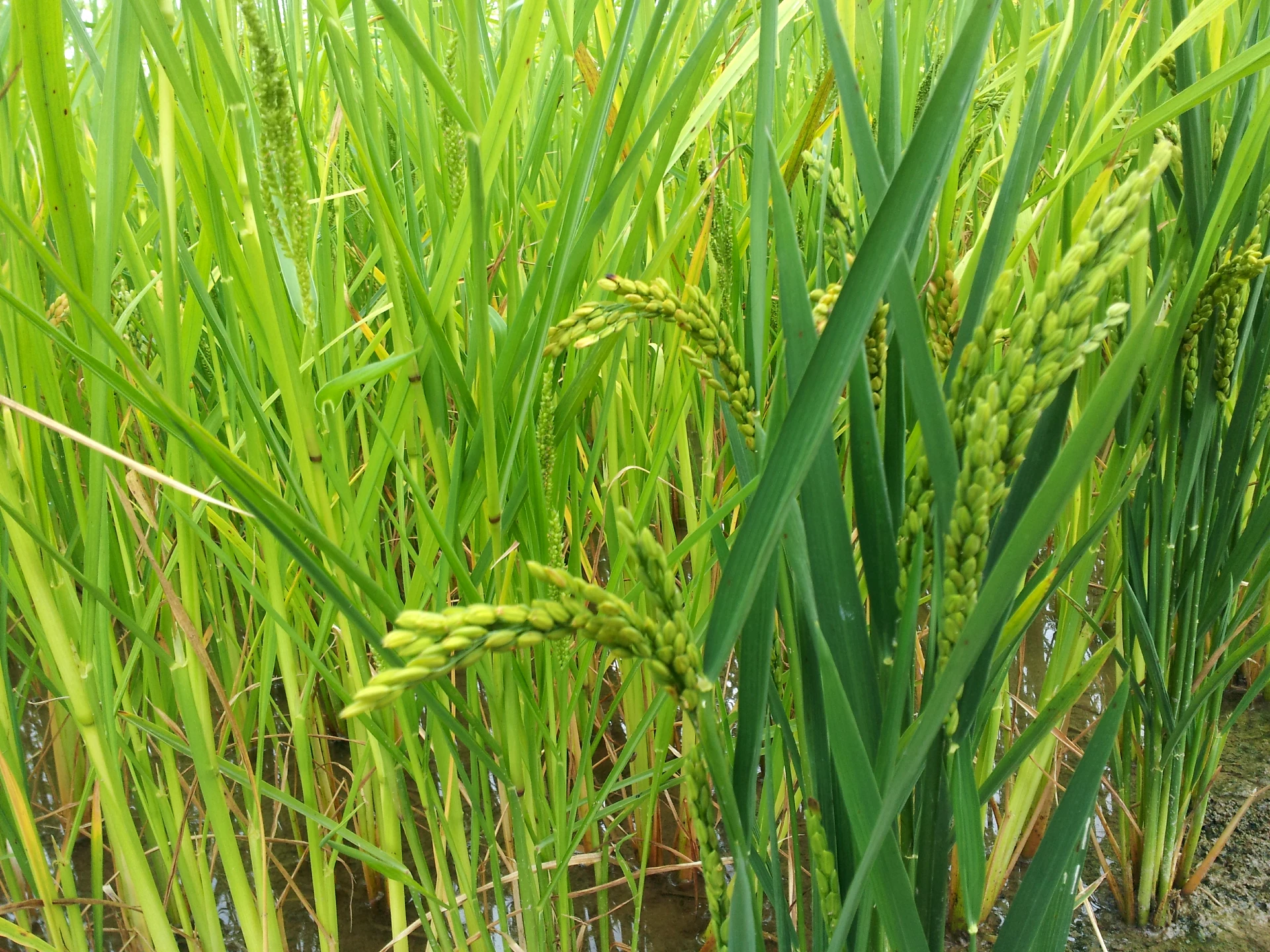 Ultimate Guide On How To Plant And Grow Rice | Plantly