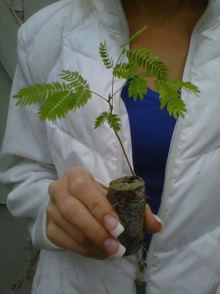 Buy Now | Mimosa Tree Seedling | Plantly