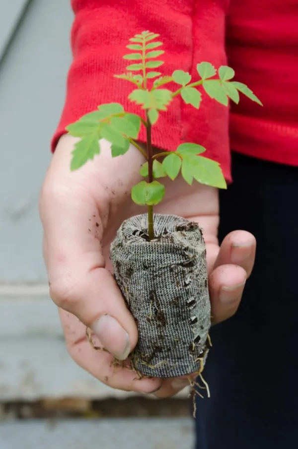 Buy Online | Blue Jacaranda Tree Starter Plug | Plantly