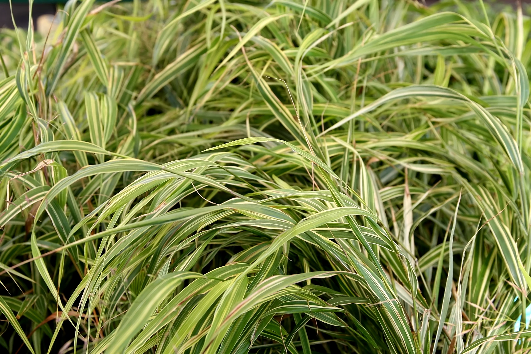 Japanese Forest Grass Plant Care & Growing Guide | Plantly