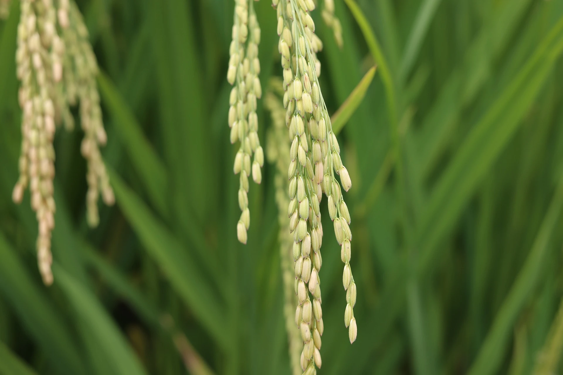 Ultimate Guide On How To Plant And Grow Rice | Plantly