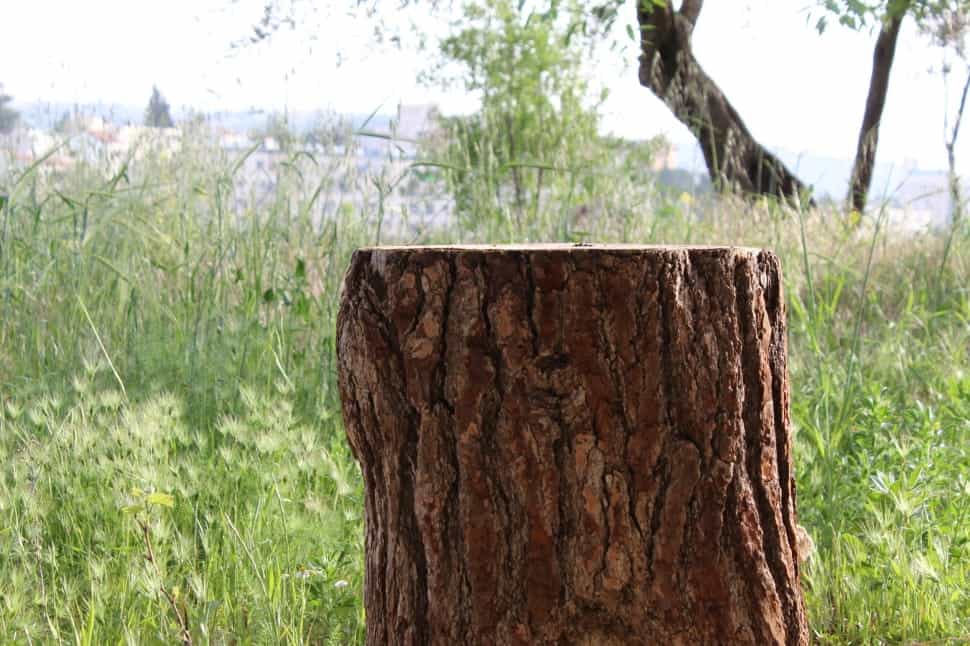 Tips To Kill a Tree Stump Effectively | Plantly
