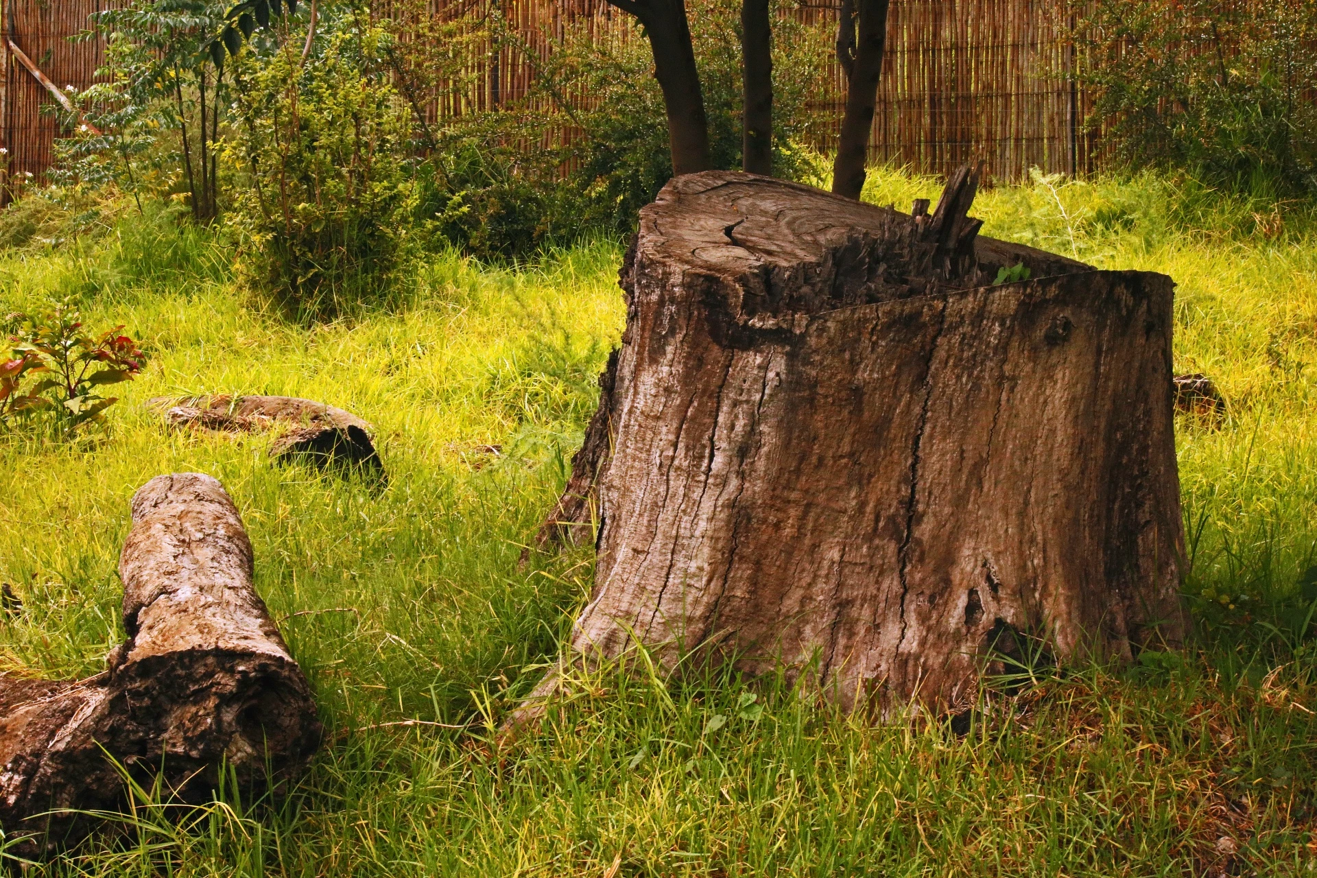 Tips To Kill a Tree Stump Effectively | Plantly