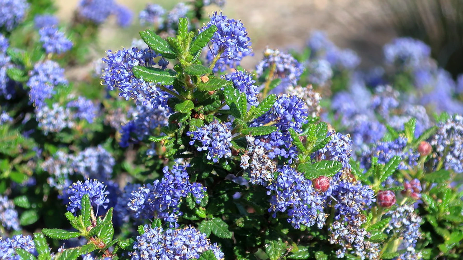 How to Grow and Care For Ceanothus | Plantly
