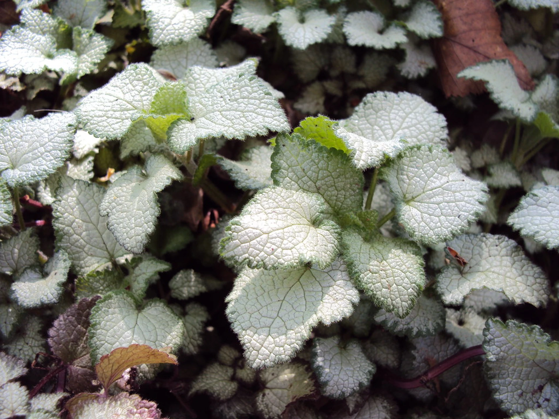 How to Grow and Care for Spotted Dead Nettles | Plantly