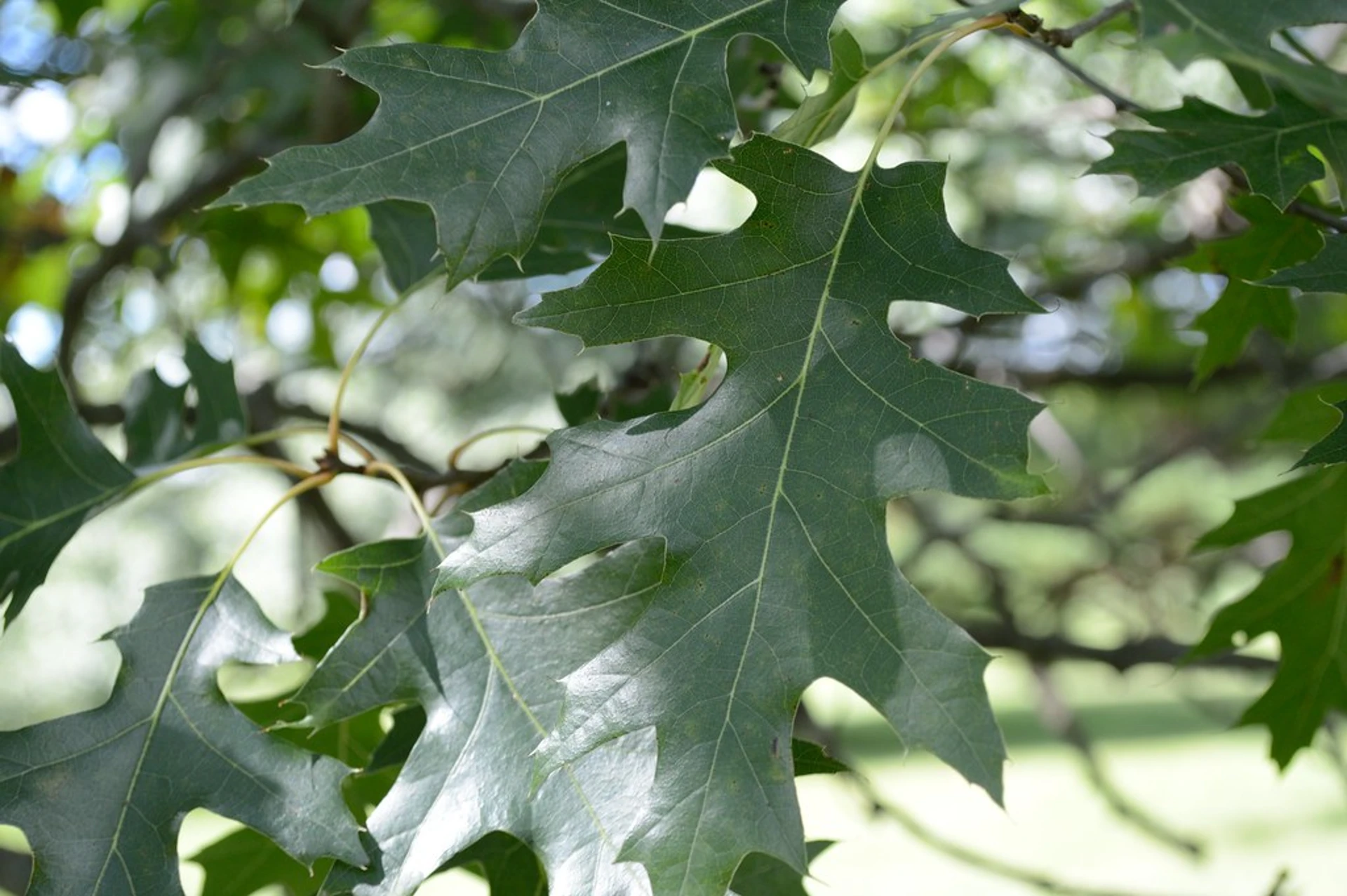 How to Grow and Care for Nuttall Oak Tree | Plantly