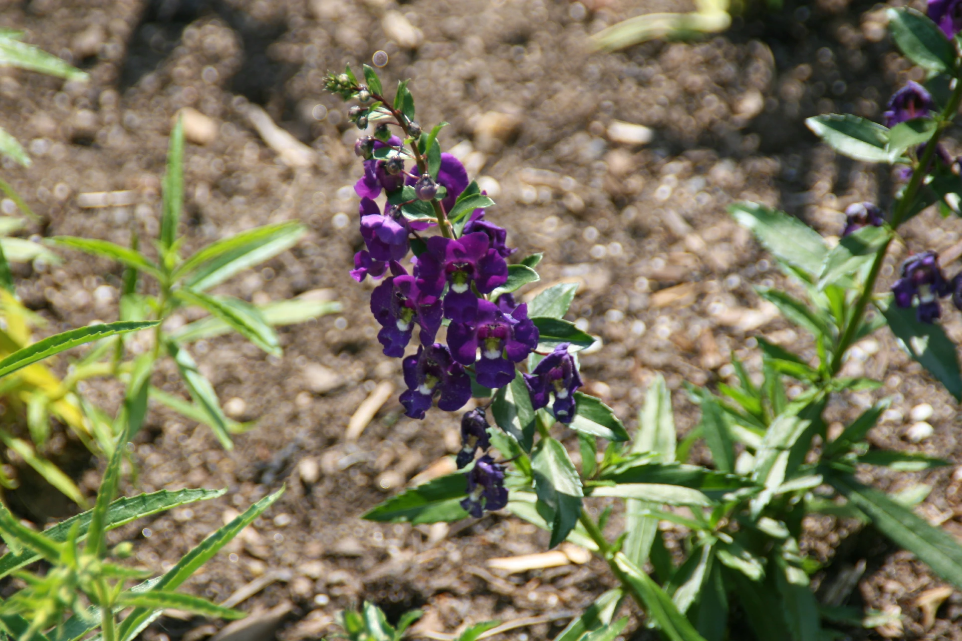Angelonia Plant Care Guide | Plantly