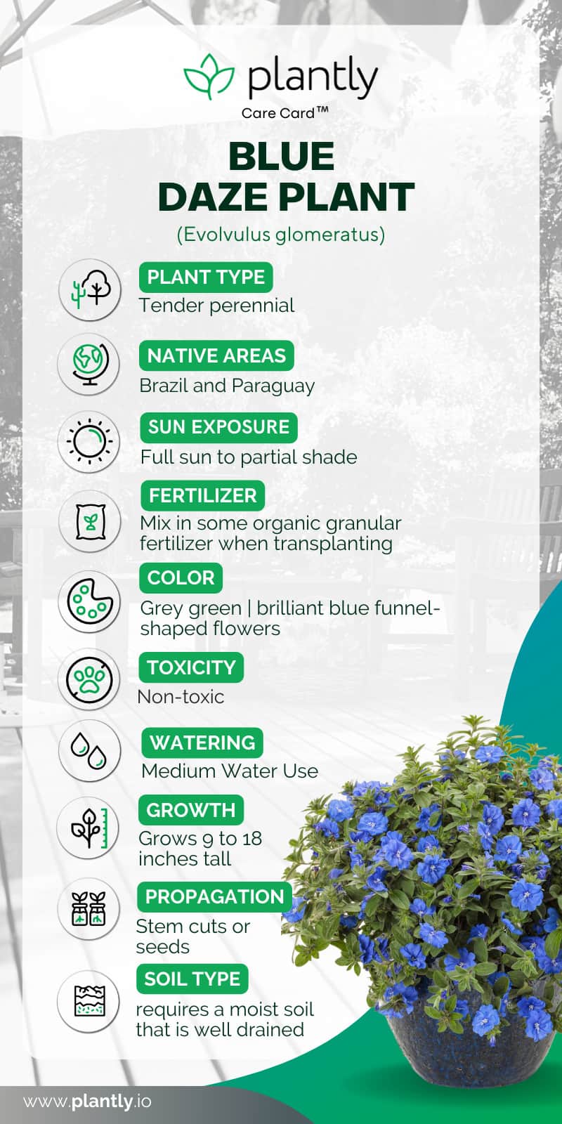 Essensial Plant Care Guide of Blue Daze Plant | Plantly
