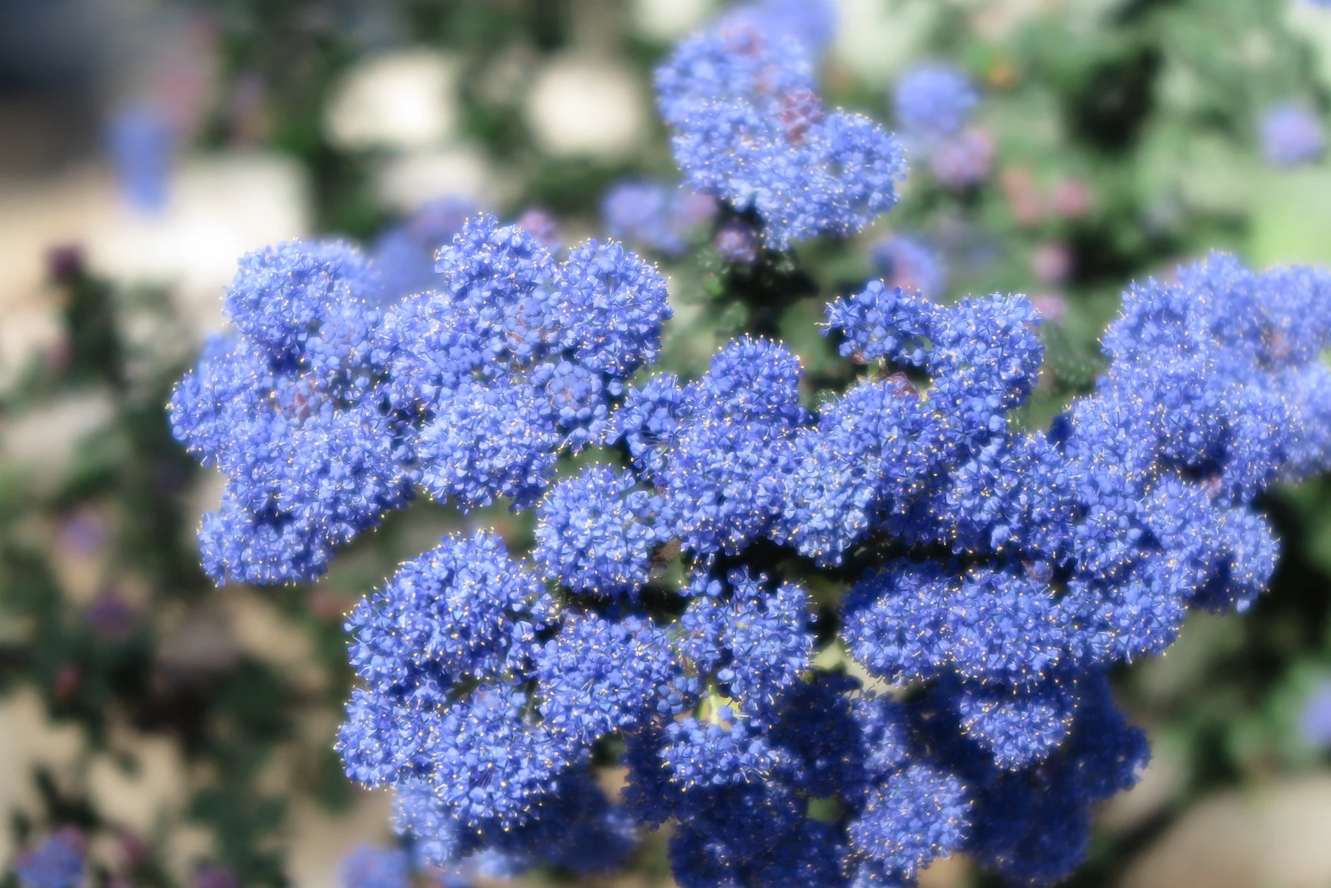 How to Grow and Care For Ceanothus | Plantly