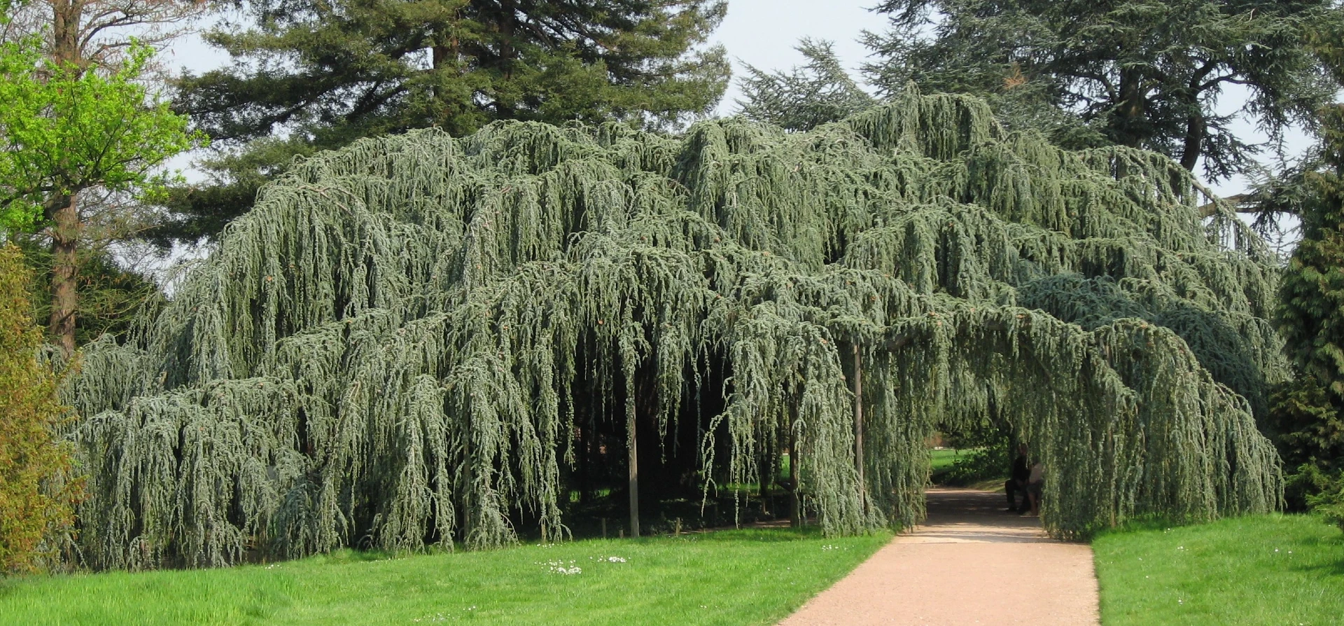 How To Grow and Care For Blue Atlas Cedar Trees | Plantly