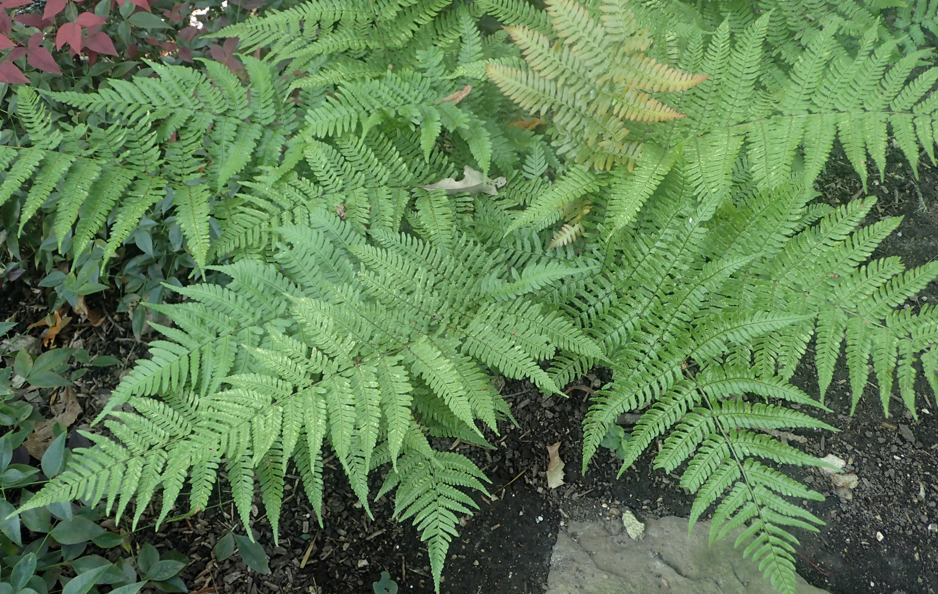How to Grow and Care For Autumn Fern | Plantly