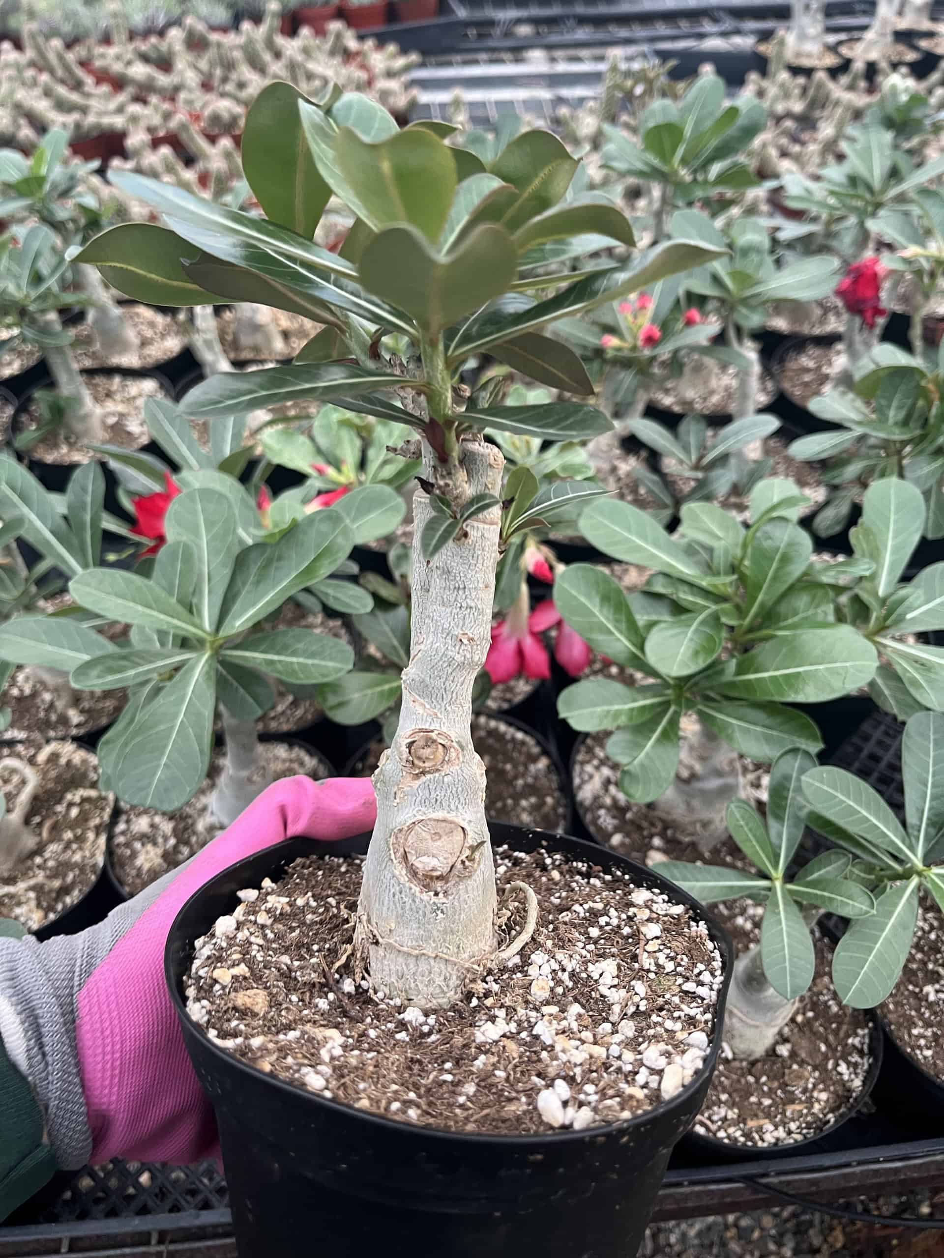 Adenium | Grafted | 6" Pot | Plantly
