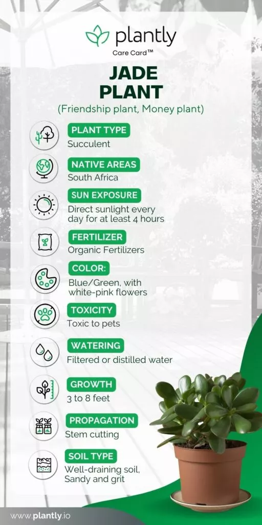 Jade Plant Care & Complete Growing Guide | Plantly