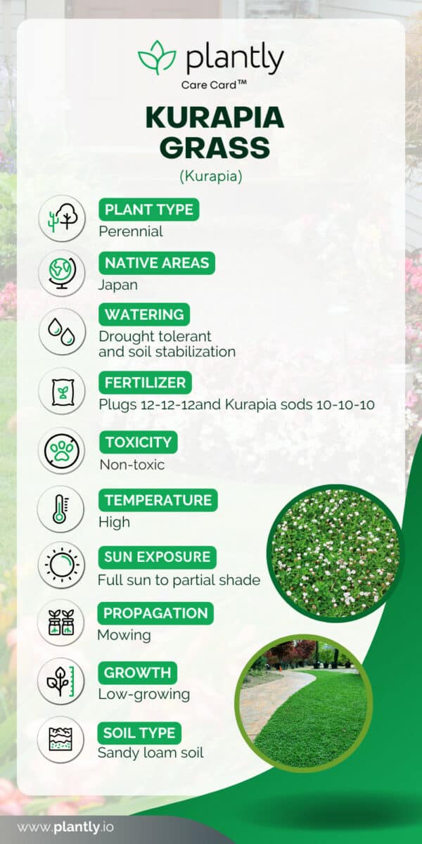 Kurapia Grass Care & Growing Guide | Plantly