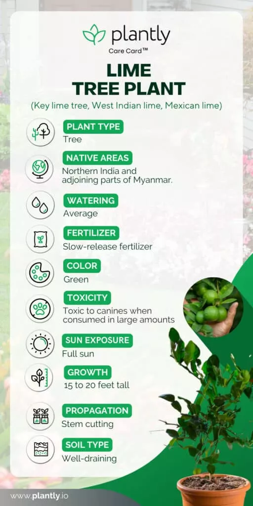 Lime Tree Care And Growing Guide | Plantly