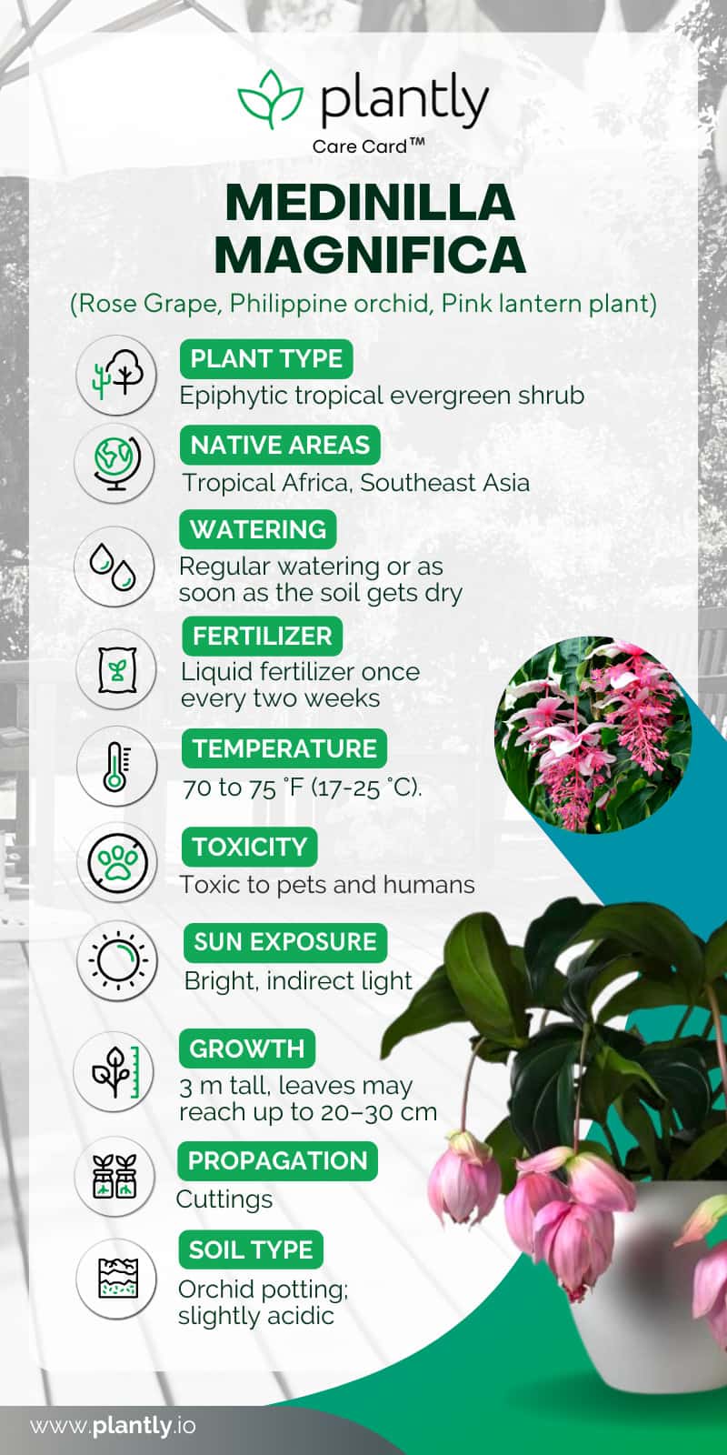 Medinilla Magnifica Plant Care Guide | Plantly