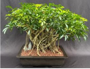 Schefflera Arboricola Bonsai