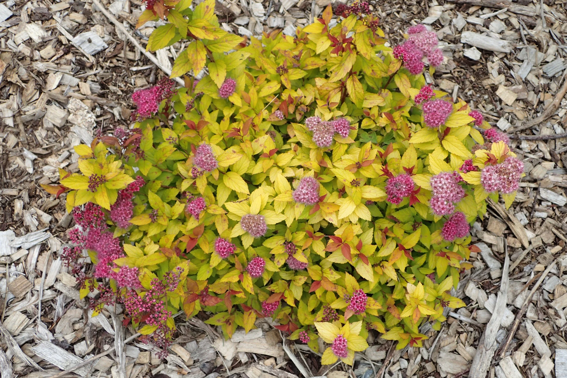 Japanese Spirea Magic Carpet Care Guide | Plantly