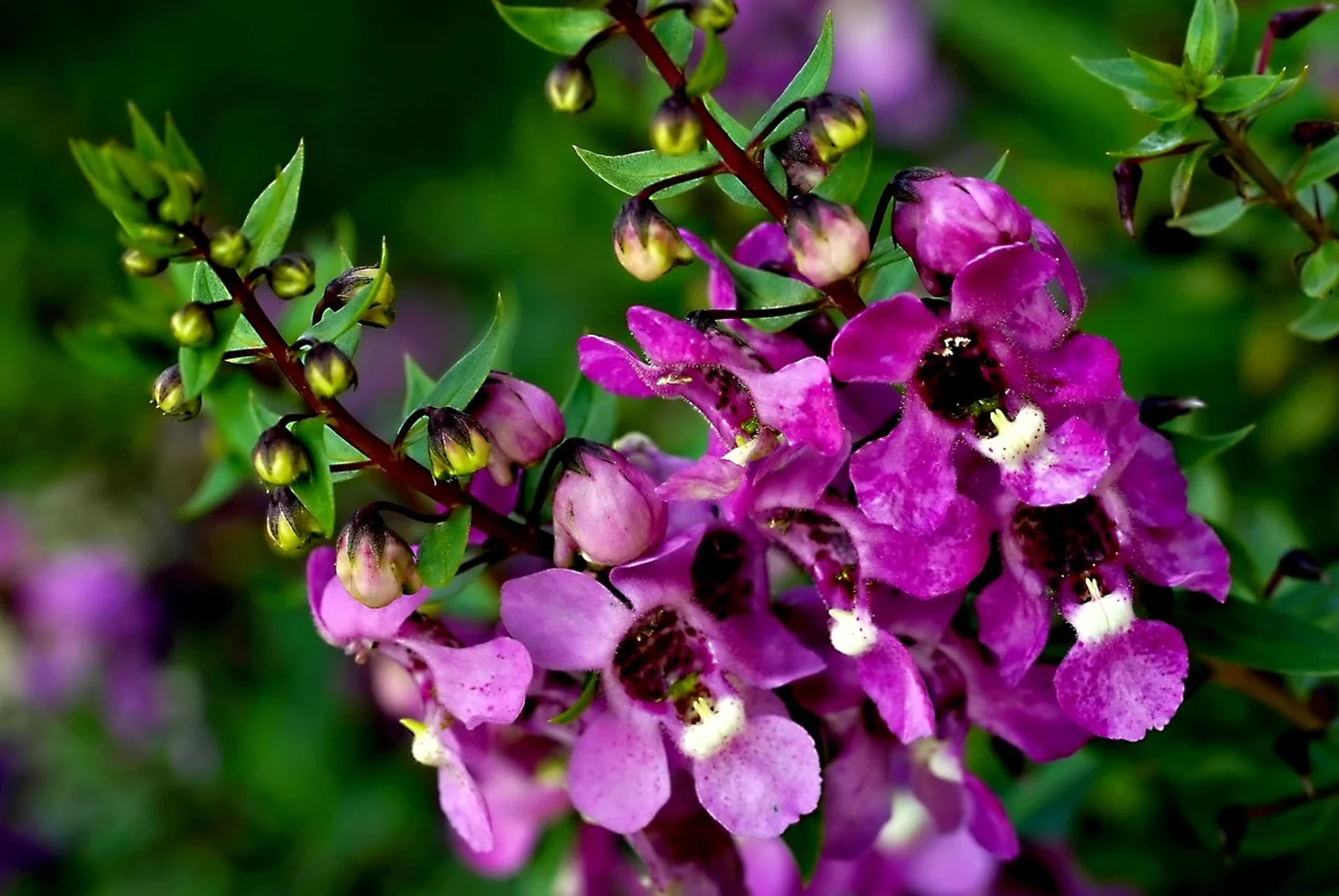 Angelonia Plant Care Guide | Plantly
