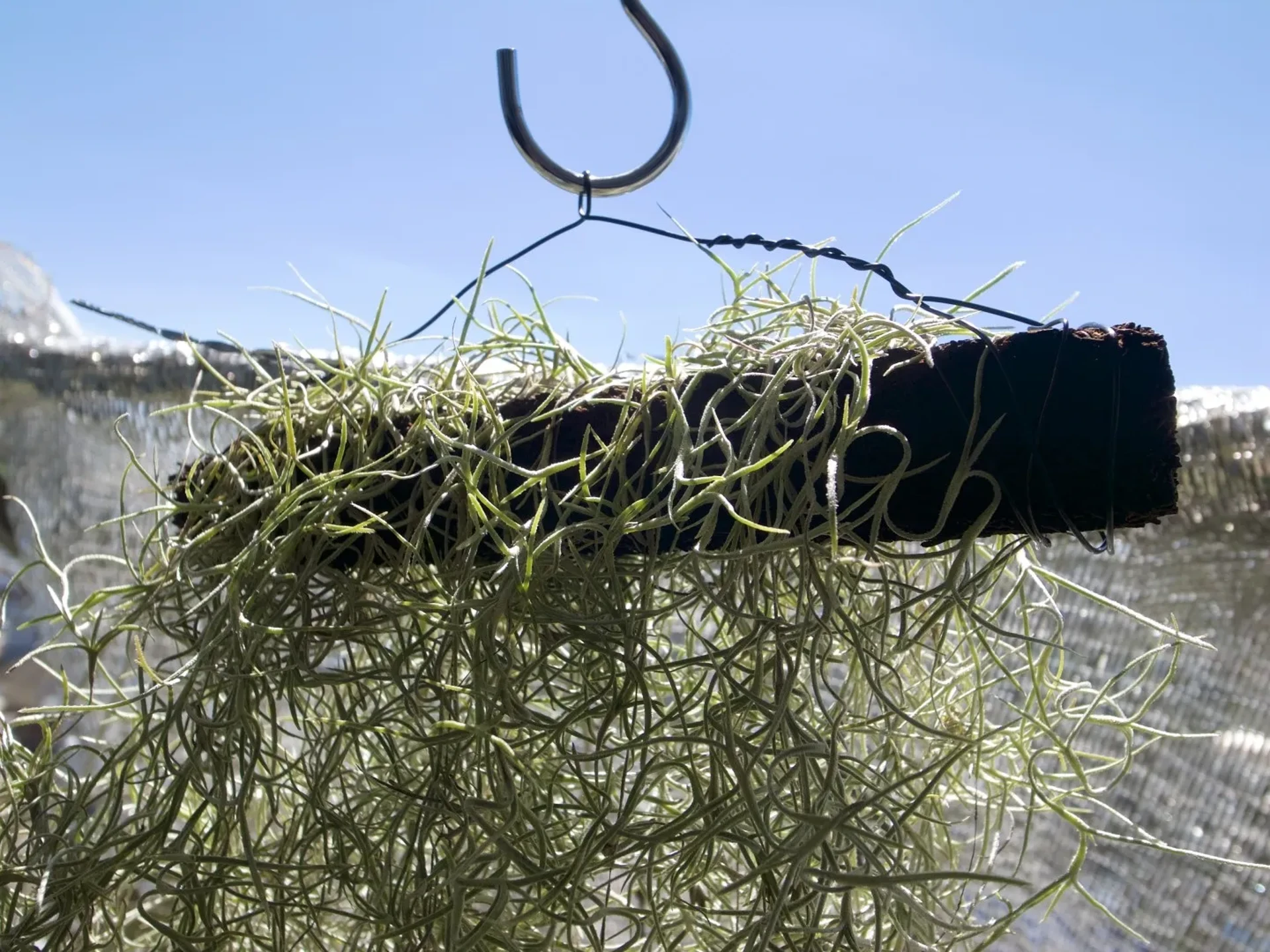 Spanish Moss: Your Perfect Guide To Care | Plantly