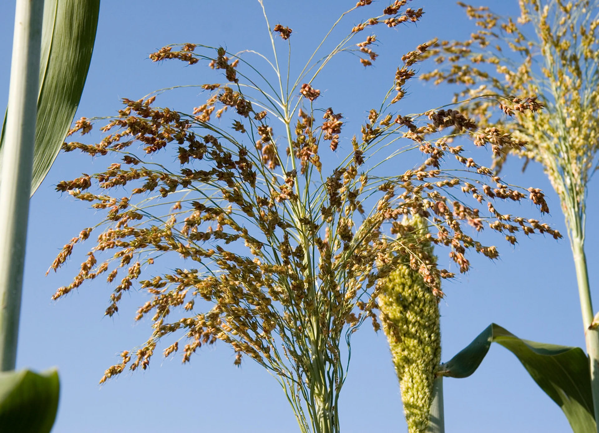 Types of Corn You Can Grow In Your Home Garden | Plantly