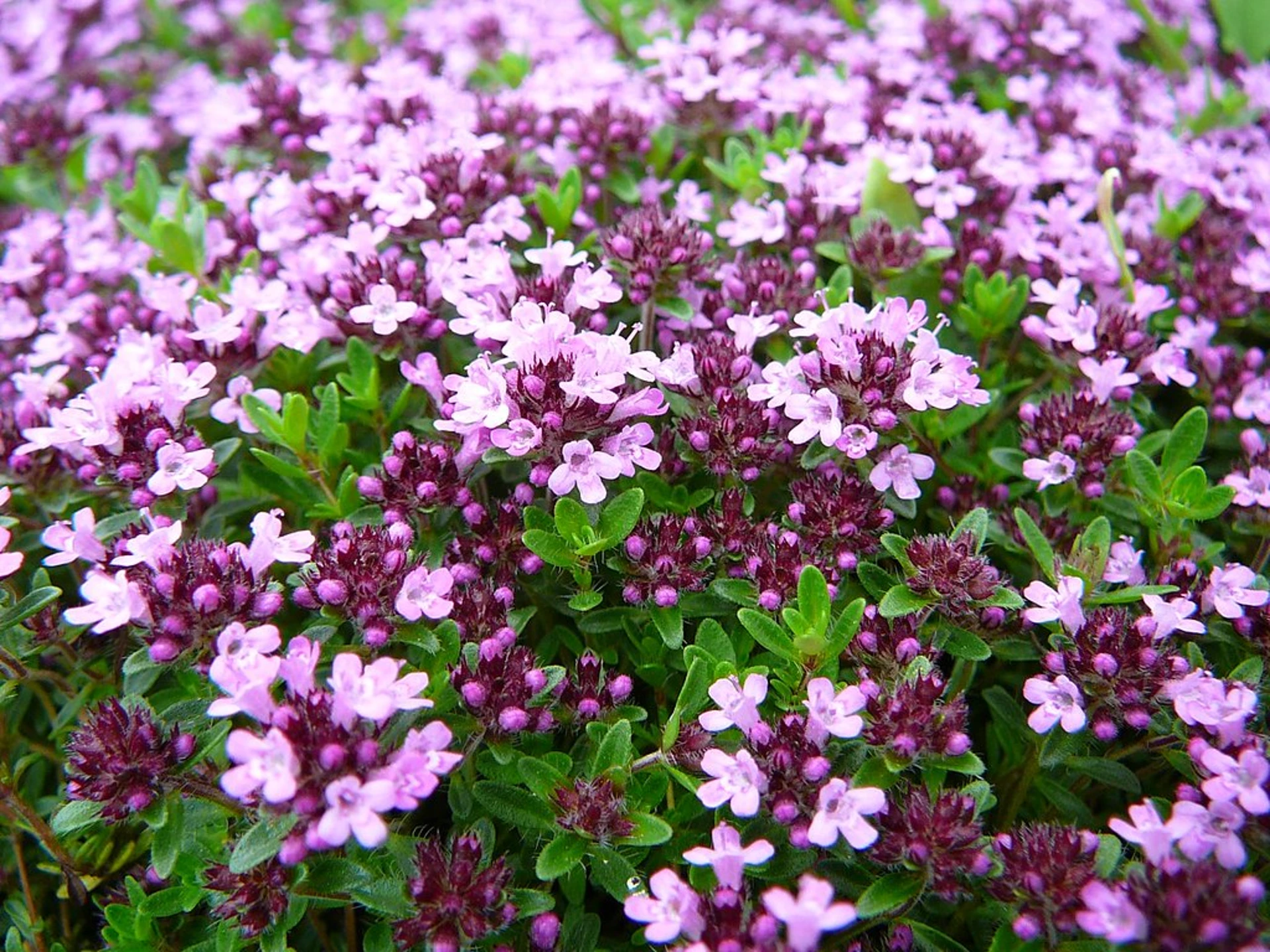 Expert Tips On How To Grow and Care For Thyme | Plantly