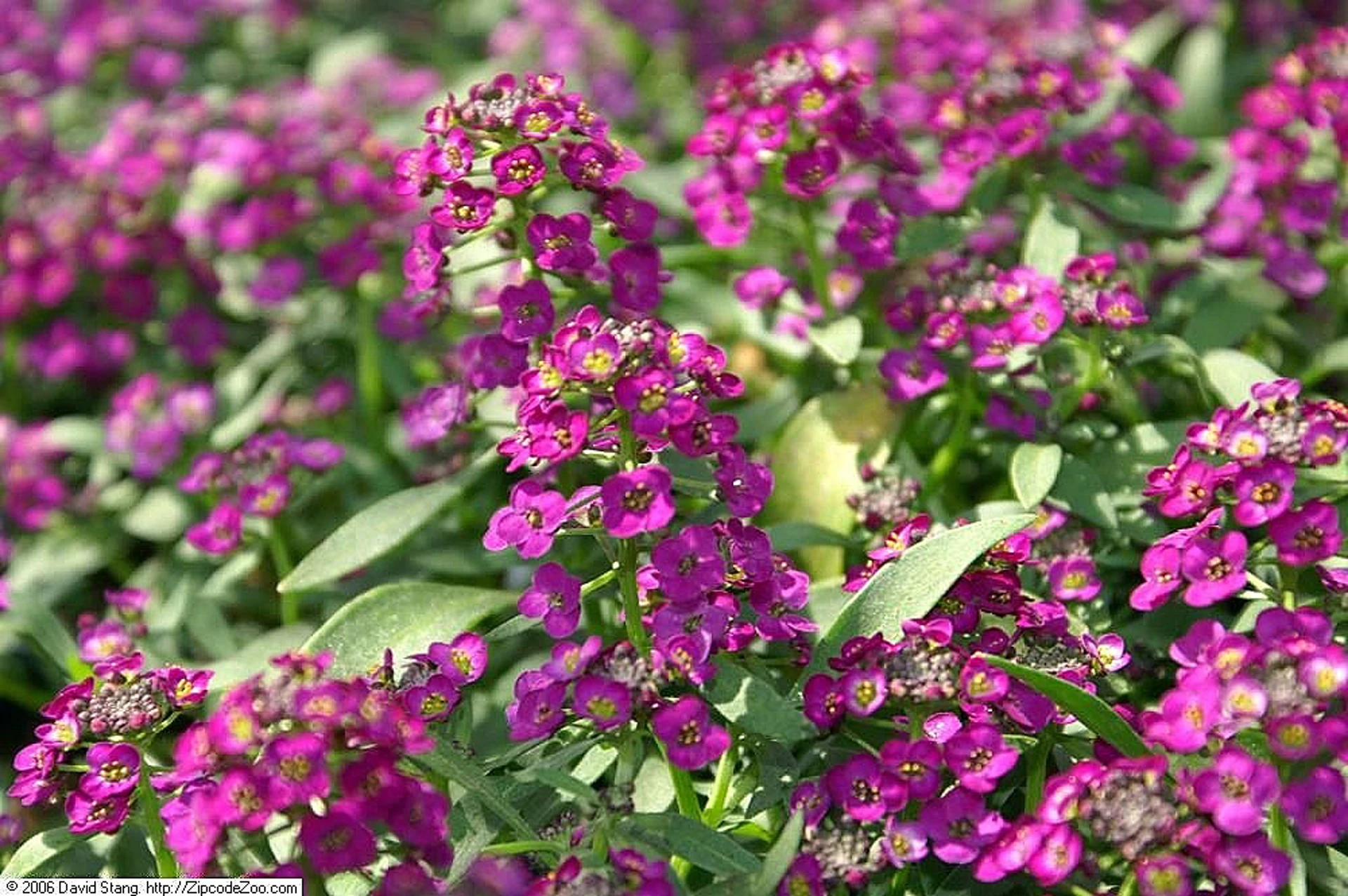 Perfect to Grow and Care for Sweet Alyssum | Plantly