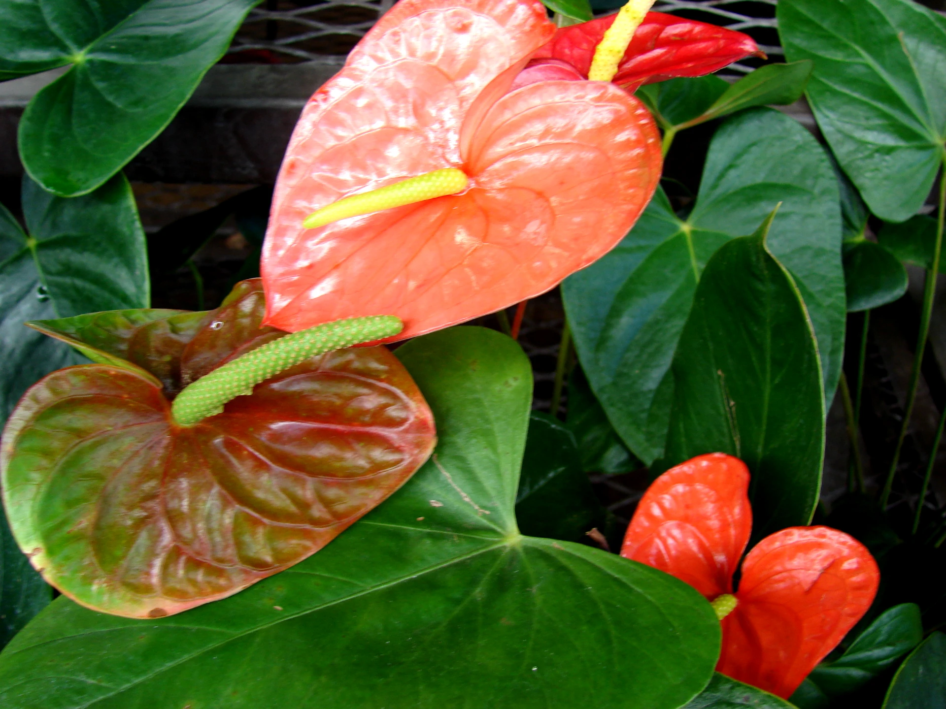 Anthurium Andraeanum Plant Care | Plantly