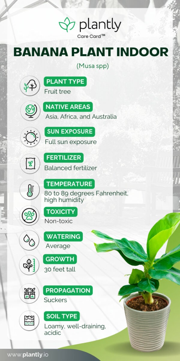 How To Grow Banana Plant Indoor Care Guide | Plantly