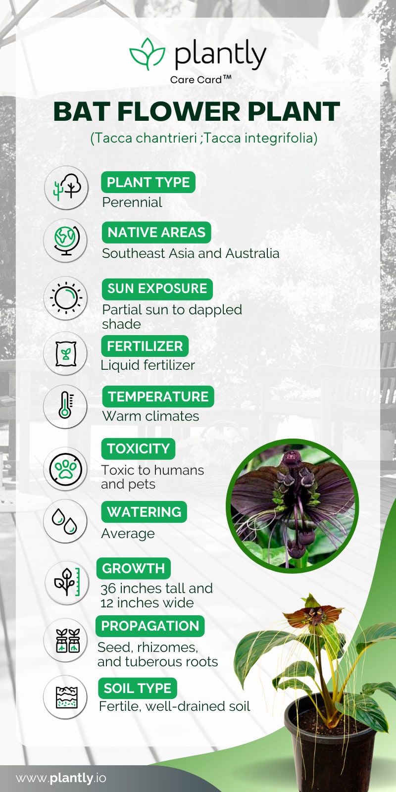 How to Grow and Care For Bat Flower Plant | Plantly