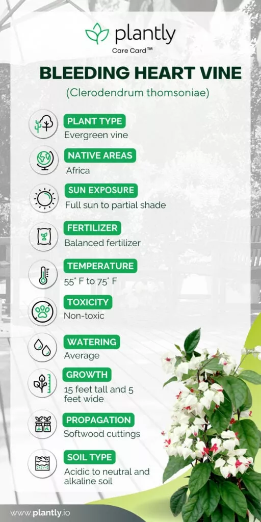 How to Grow Bleeding Heart Vine | Plantly